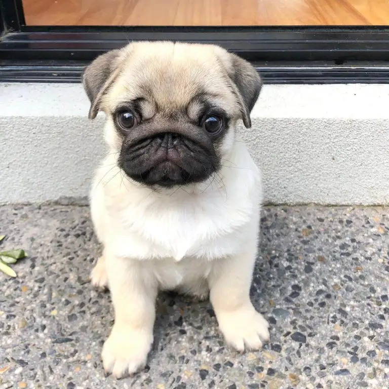 15 Adorable Photos Of Pug Puppies With Pure Beauty - ilovedogscute.com