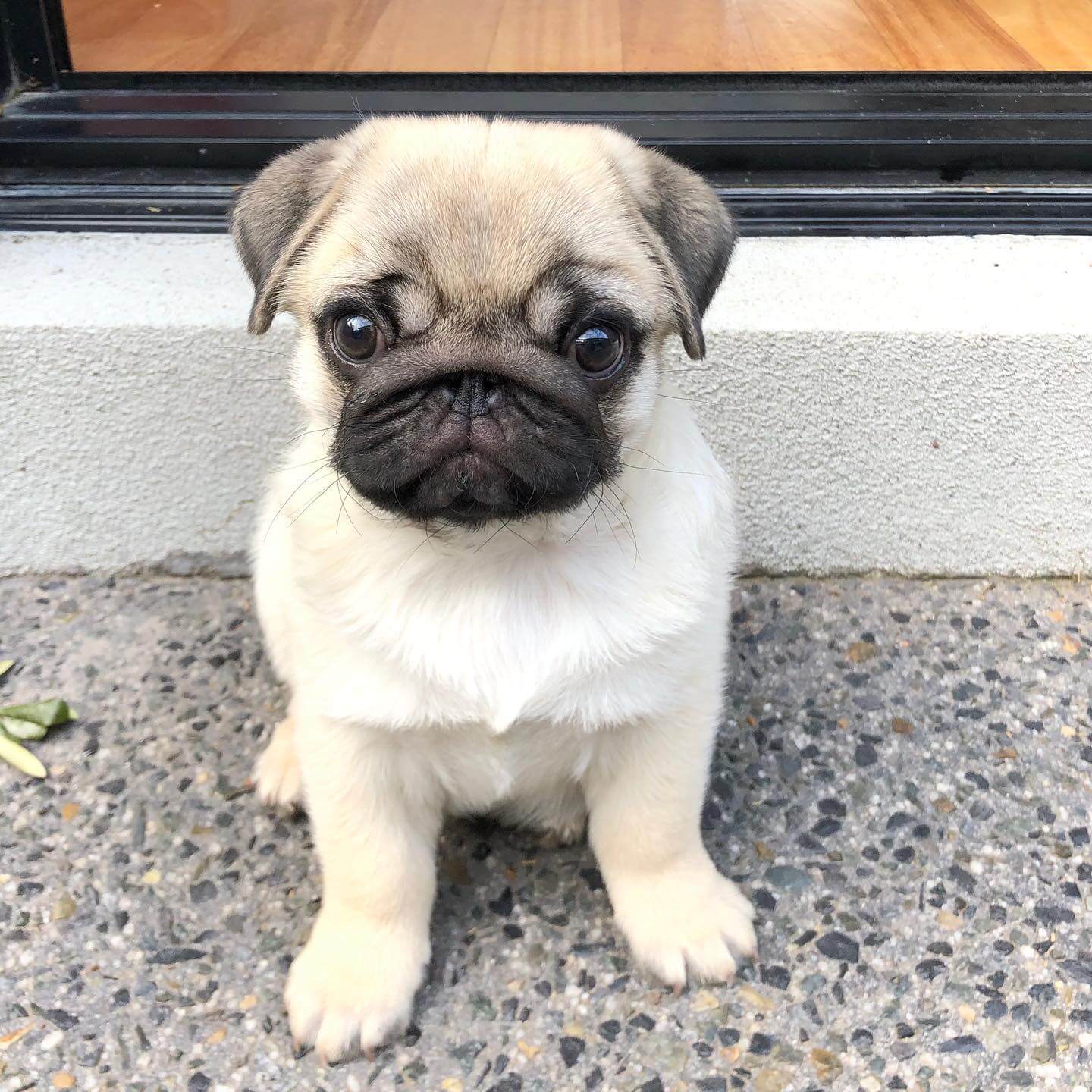 15 Adorable Photos Of Pug Puppies With Pure Beauty - ilovedogscute.com