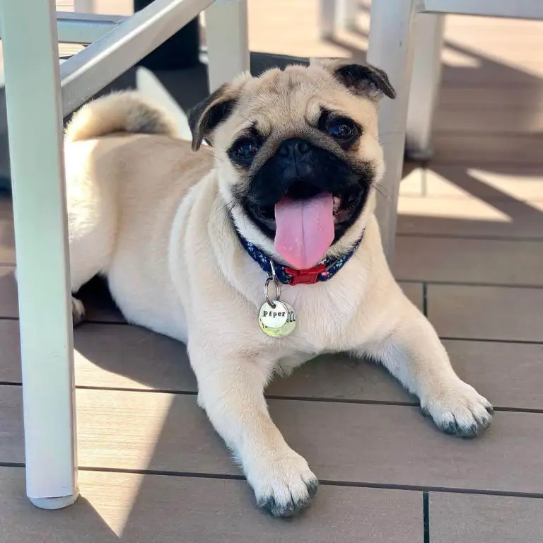 15 Adorable Photos Of Pug Puppies With Pure Beauty - ilovedogscute.com