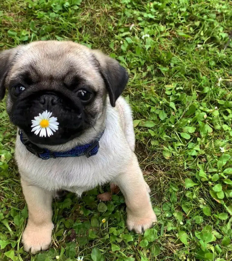 15 Adorable Photos Of Pug Puppies With Pure Beauty - ilovedogscute.com