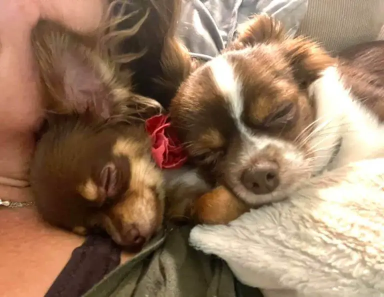 15 Adorable Pictures Of Dogs In The Sleepy Dog Challenge ...