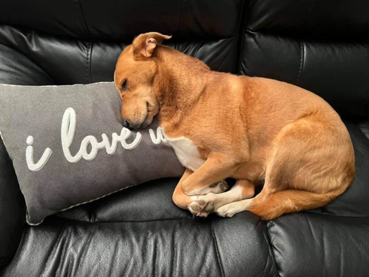 15 Adorable Pictures Of Dogs In The Sleepy Dog Challenge ...