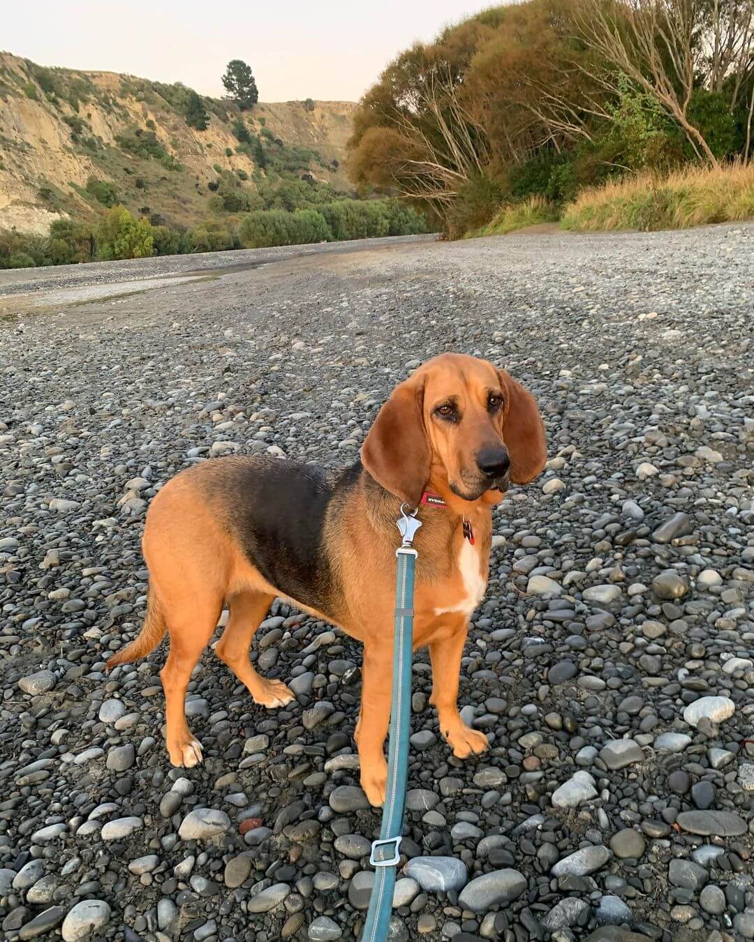 Top 15 Smartest Dog Breeds - ilovedogscute.com