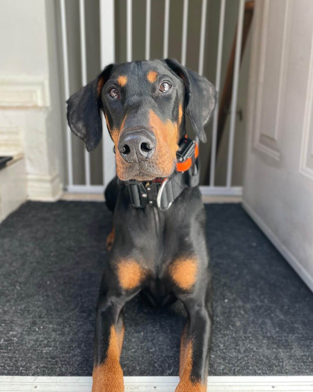 Top 15 Smartest Dog Breeds - ilovedogscute.com