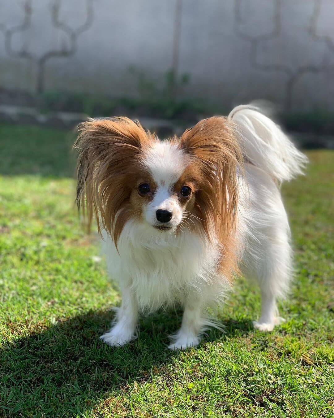 Top 15 Smartest Dog Breeds - ilovedogscute.com