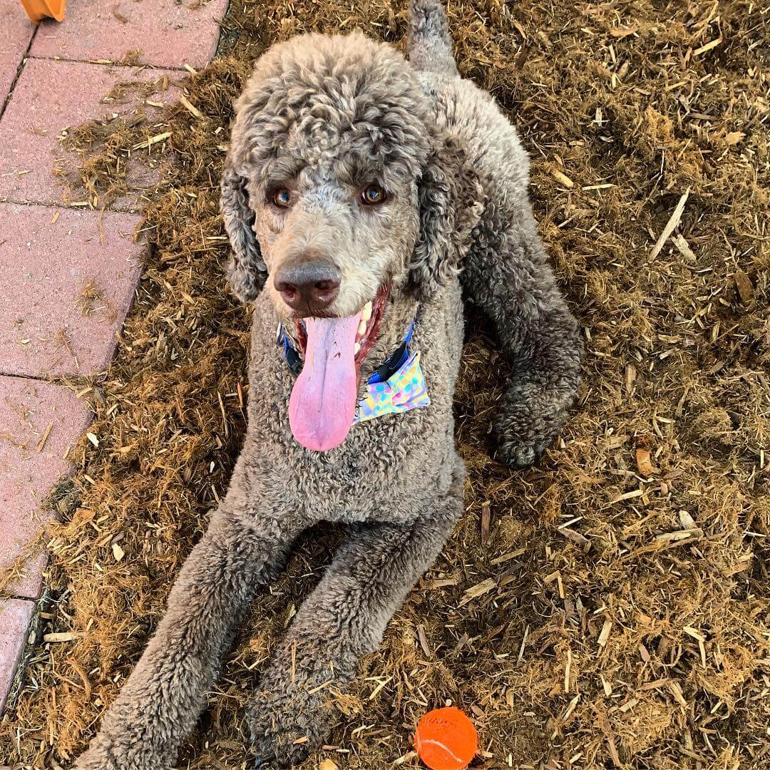 Top 15 Smartest Dog Breeds - ilovedogscute.com