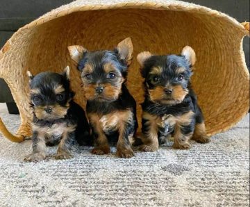 15 Adorable Photos Of Yorkshire Terrier Puppies That Will Make Everyone ...
