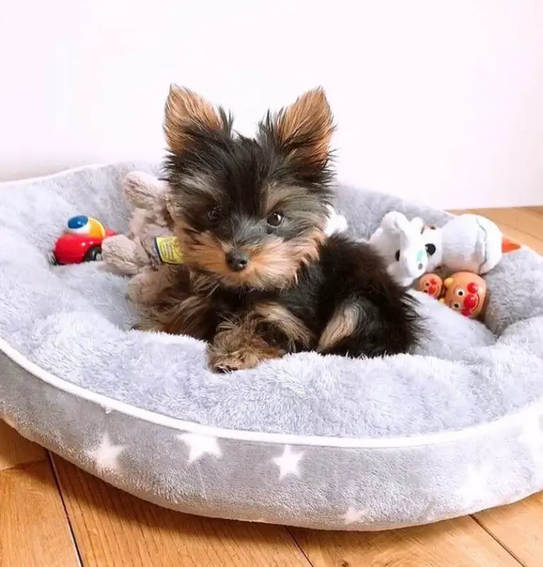 15 Adorable Photos Of Yorkshire Terrier Puppies That Will Make Everyone ...