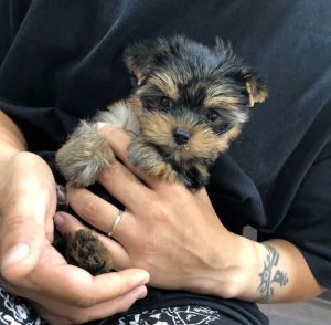 15 Adorable Photos Of Yorkshire Terrier Puppies That Will Make Everyone ...