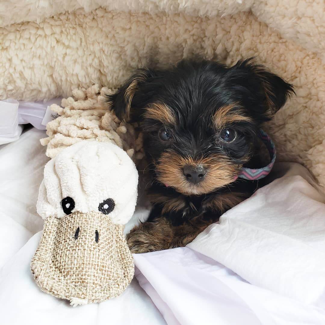 15 Adorable Photos Of Yorkshire Terrier Puppies That Will Make Everyone ...