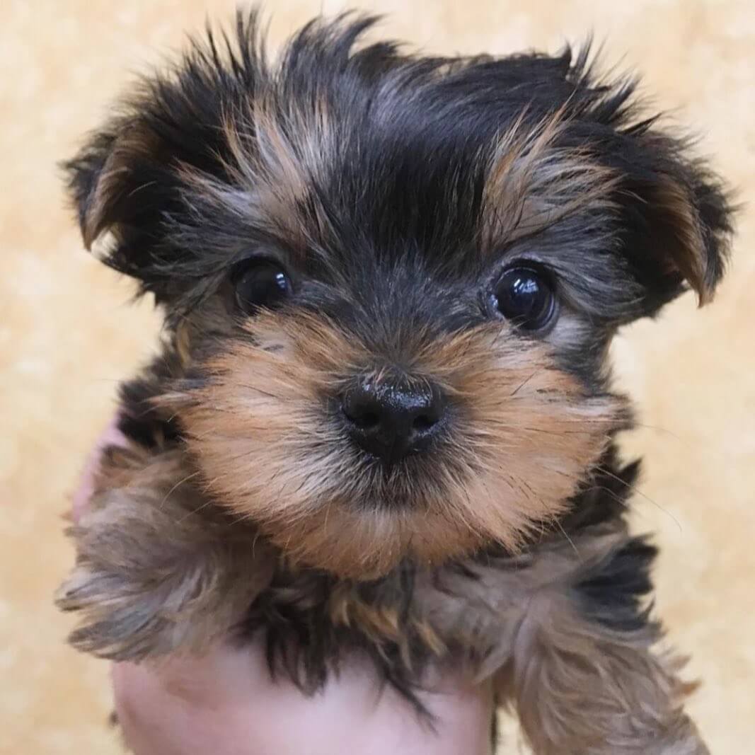 15 Adorable Photos Of Yorkshire Terrier Puppies That Will Make Everyone ...