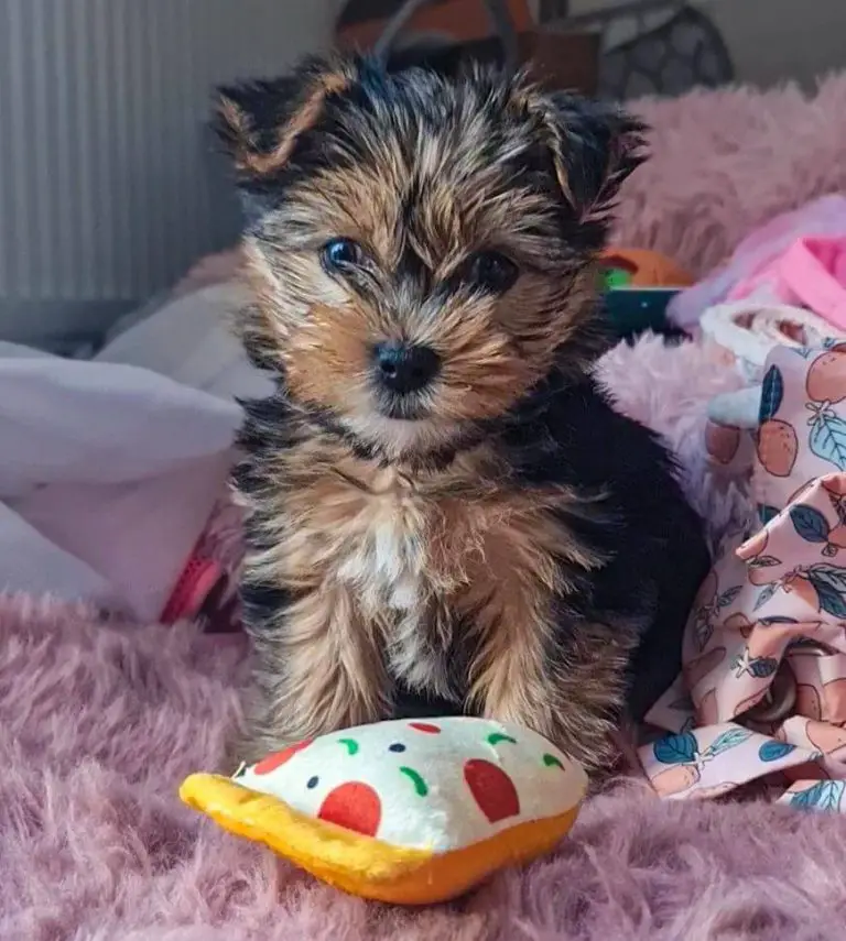 15 Adorable Photos Of Yorkshire Terrier Puppies That Will Make Everyone ...