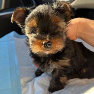 15 Adorable Photos Of Yorkshire Terrier Puppies That Will Make Everyone ...