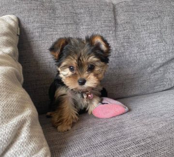 15 Adorable Photos Of Yorkshire Terrier Puppies That Will Make Everyone ...