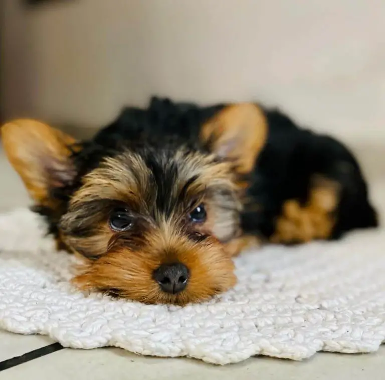 15 Adorable Photos Of Yorkshire Terrier Puppies That Will Make Everyone ...