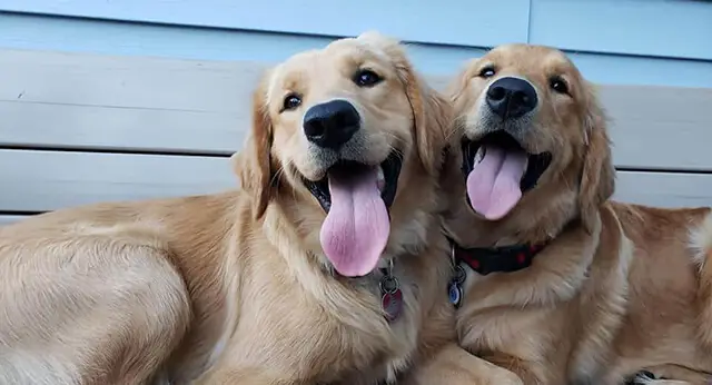 15 Adorable Photos Of Beautiful Golden Retrievers In The Model ...