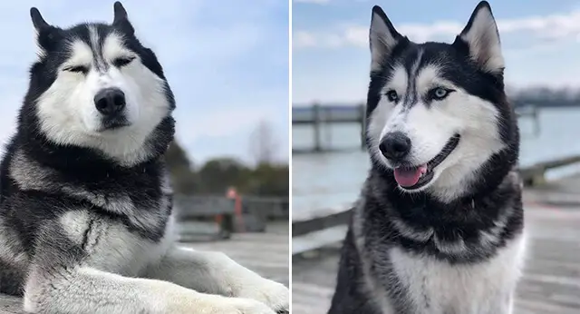 15 Adorable Photos Of Beautiful Huskies In The Model Challenge ...