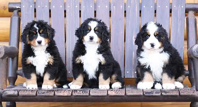 15 Adorable Photos Of Bernese Mountain Dog Puppies With Pure Beauty ...