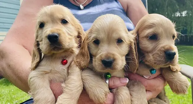15 Adorable Photos Of English Cocker Spaniel Puppies With Pure Beauty ...