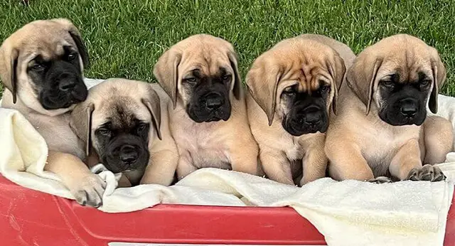 15 Adorable Photos Of English Mastiff Puppies With Pure Beauty ...