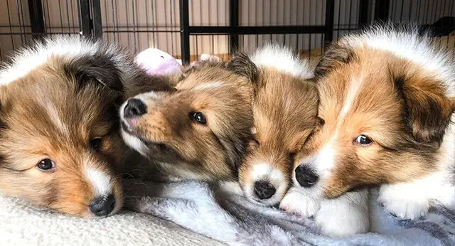 15 Adorable Photos Of Shetland Sheepdog Puppies With Sweet Beauty ...