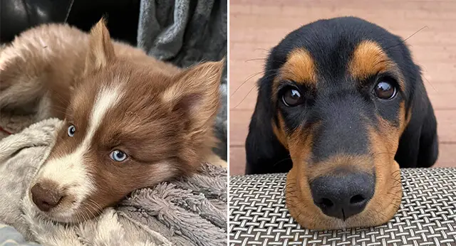 15 Hilarious Pictures Of Adorable Dogs In The Close Up Challenge ...