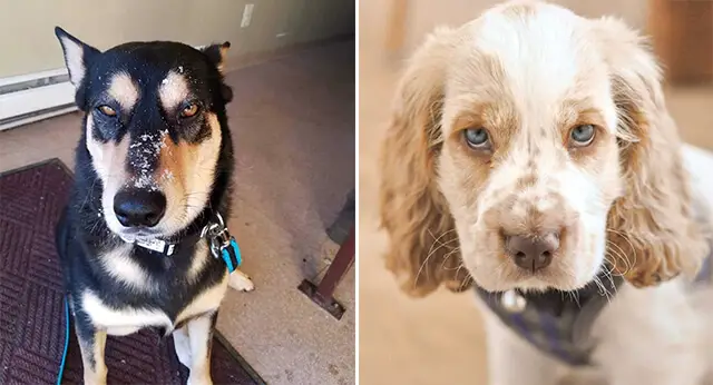 15 Hilarious Pictures Of Dogs In The Disapproving Dog Challenge ...