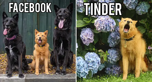 15 Hilarious Pictures Of Dogs In The Dolly Parton Challenge ...