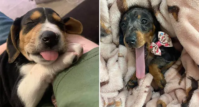 15 Hilarious Pictures Of Dogs In The Tongue Out Challenge ...