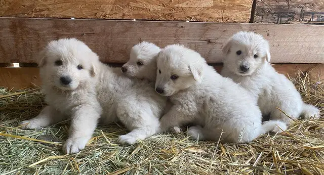 15 Photos Of Great Pyrenees Puppies That Make Everyone Fall In Love ...