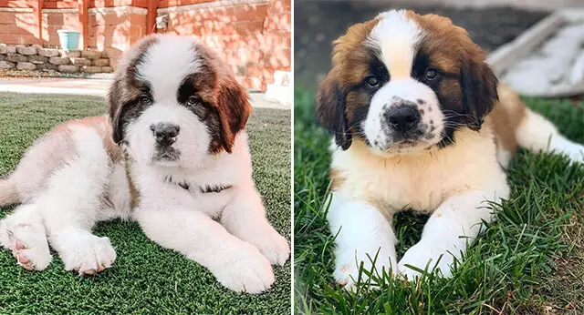 15 Photos Of Saint Bernard Puppies That Make Everyone's Heart Melt ...