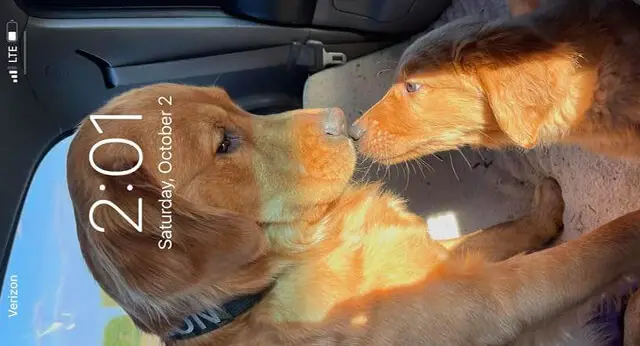 15 Pictures Of Adorable Golden Retrievers In The Lock Screen Challenge ...