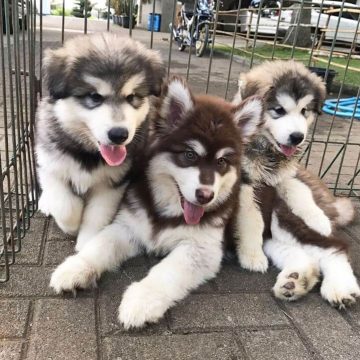 15 Photos Of Adorable Chubby Alaskan Malamute Puppies With Fluffy ...