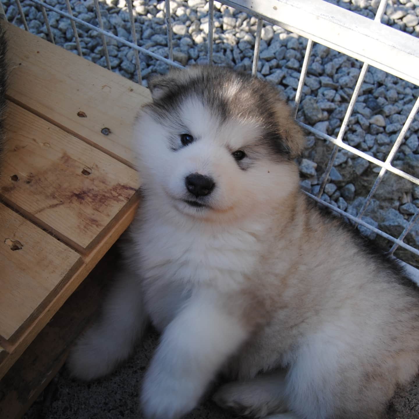 15 Photos Of Adorable Chubby Alaskan Malamute Puppies With Fluffy ...