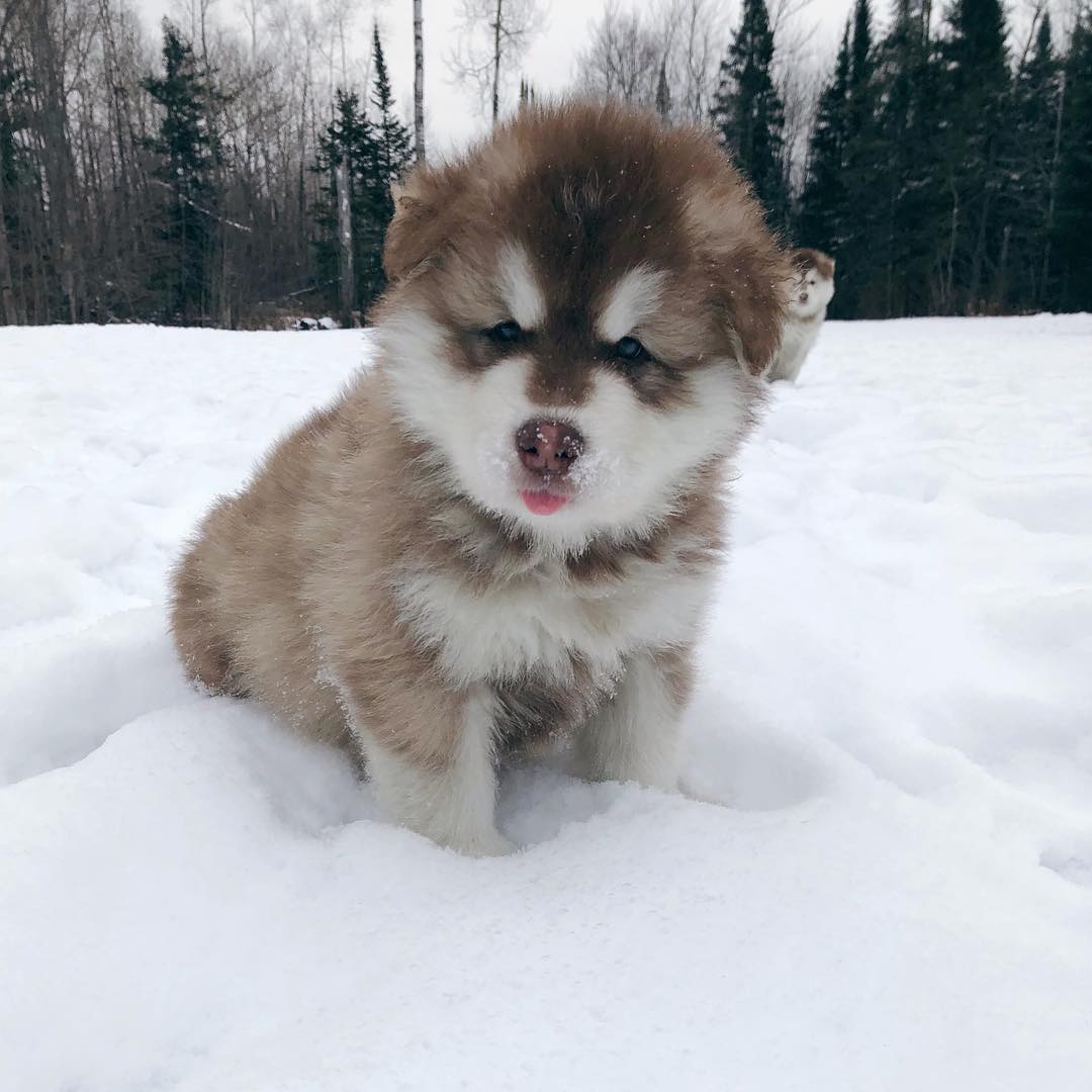 15 Photos Of Adorable Chubby Alaskan Malamute Puppies With Fluffy ...