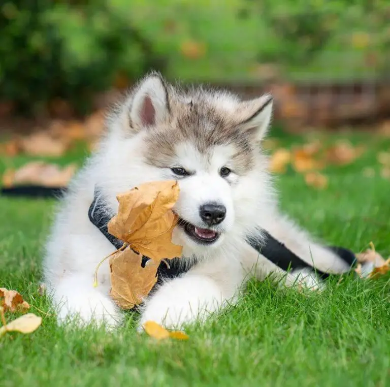 15 Photos Of Adorable Chubby Alaskan Malamute Puppies With Fluffy ...
