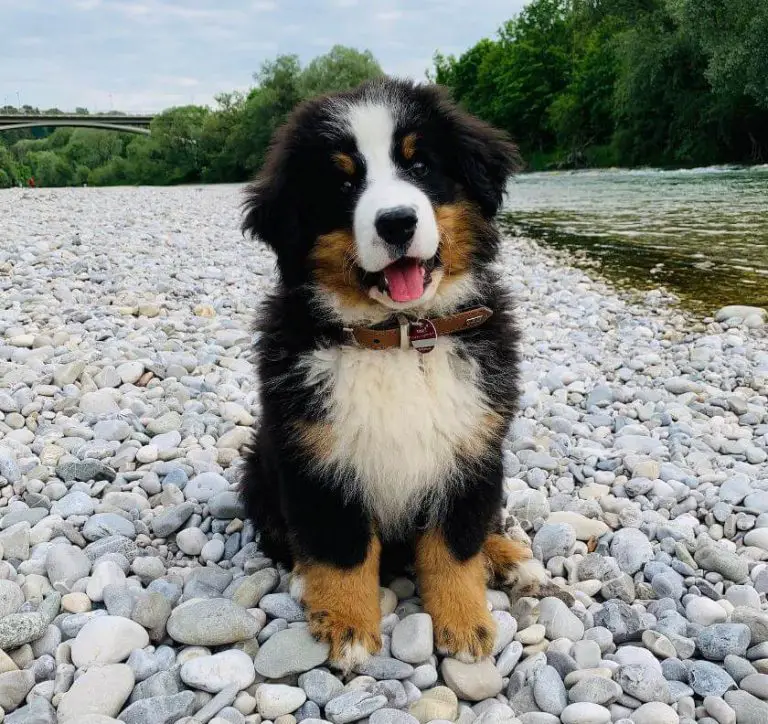 15 Adorable Photos Of Bernese Mountain Dog Puppies With Pure Beauty ...