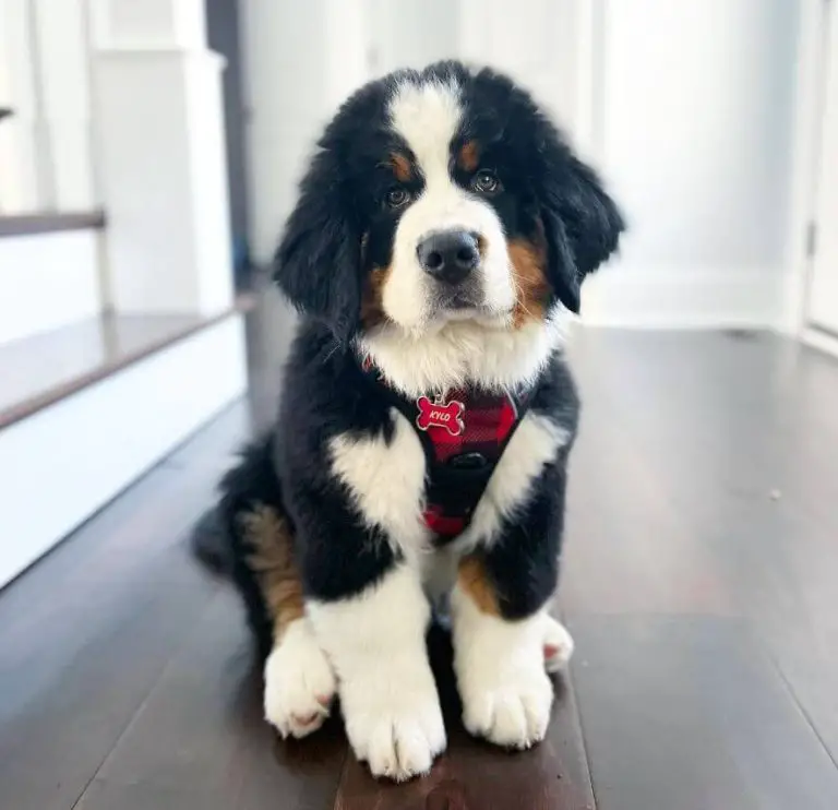 15 Adorable Photos Of Bernese Mountain Dog Puppies With Pure Beauty ...