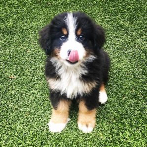 15 Adorable Photos Of Bernese Mountain Dog Puppies With Pure Beauty ...