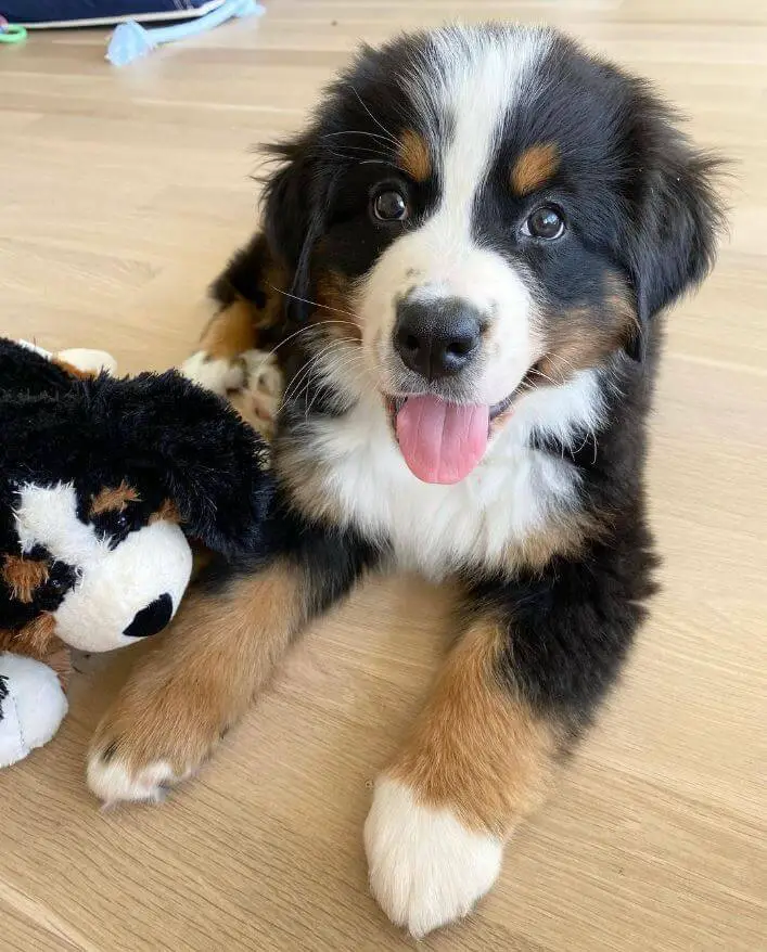 15 Adorable Photos Of Bernese Mountain Dog Puppies With Pure Beauty ...