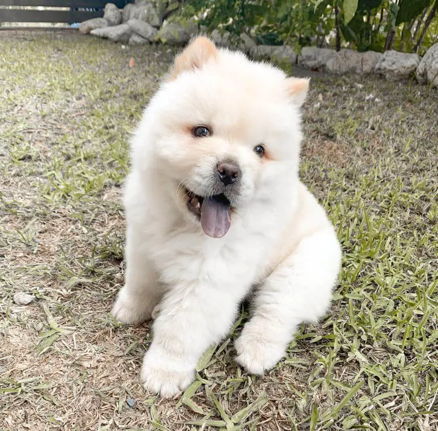 15 Adorable Photos Of Chow Chow Puppies That Make Everyone's Heart Melt ...