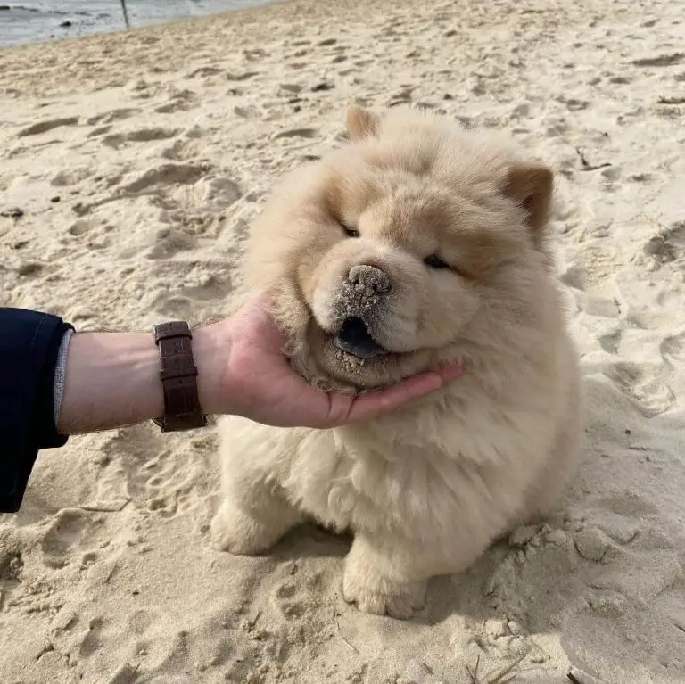 15 Adorable Photos Of Chow Chow Puppies That Make Everyone's Heart Melt ...