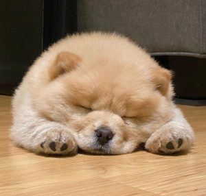 15 Adorable Photos Of Chow Chow Puppies That Make Everyone's Heart Melt ...