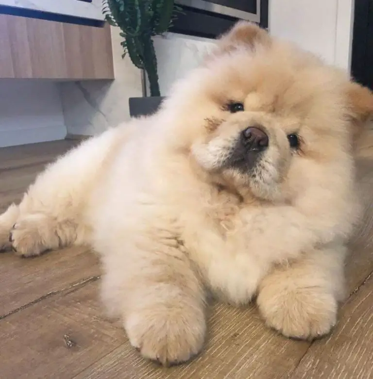 15 Adorable Photos Of Chow Chow Puppies That Make Everyone's Heart Melt ...