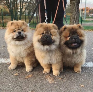 15 Adorable Photos Of Chow Chow Puppies That Make Everyone's Heart Melt - ilovedogscute.com