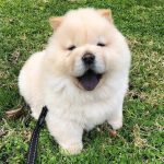 15 Adorable Photos Of Chow Chow Puppies That Make Everyone's Heart Melt ...