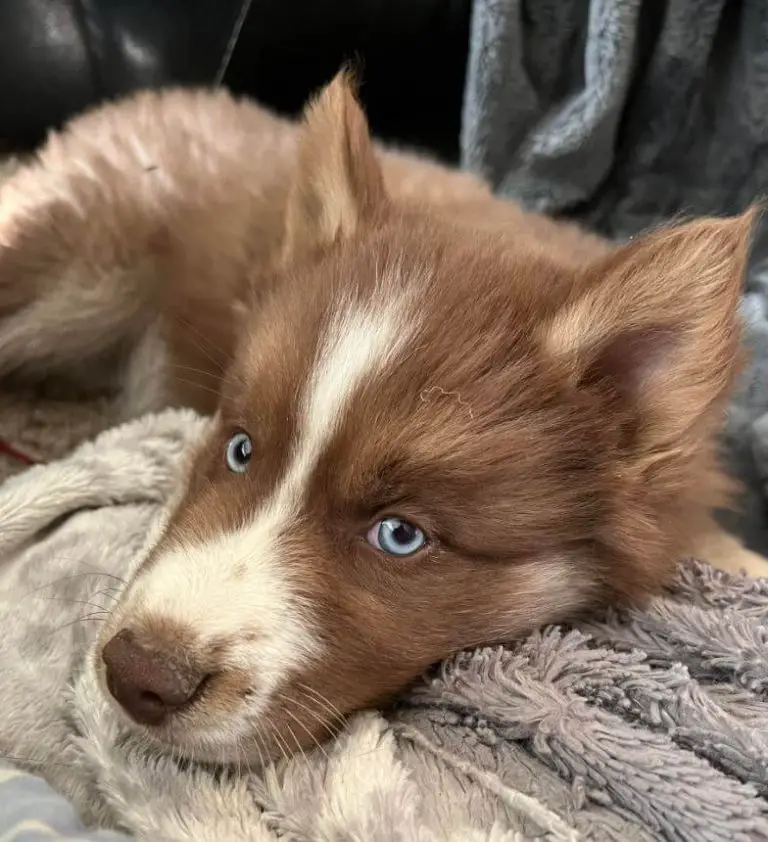 15 Hilarious Pictures Of Adorable Dogs In The Close Up Challenge ...