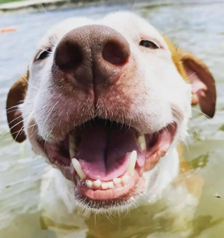 15 Hilarious Pictures Of Adorable Dogs In The Close Up Challenge ...