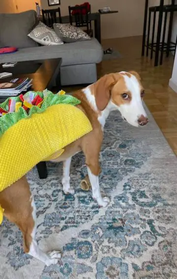 15 Hilarious Pictures Of Dogs In The Disapproving Dog Challenge ...