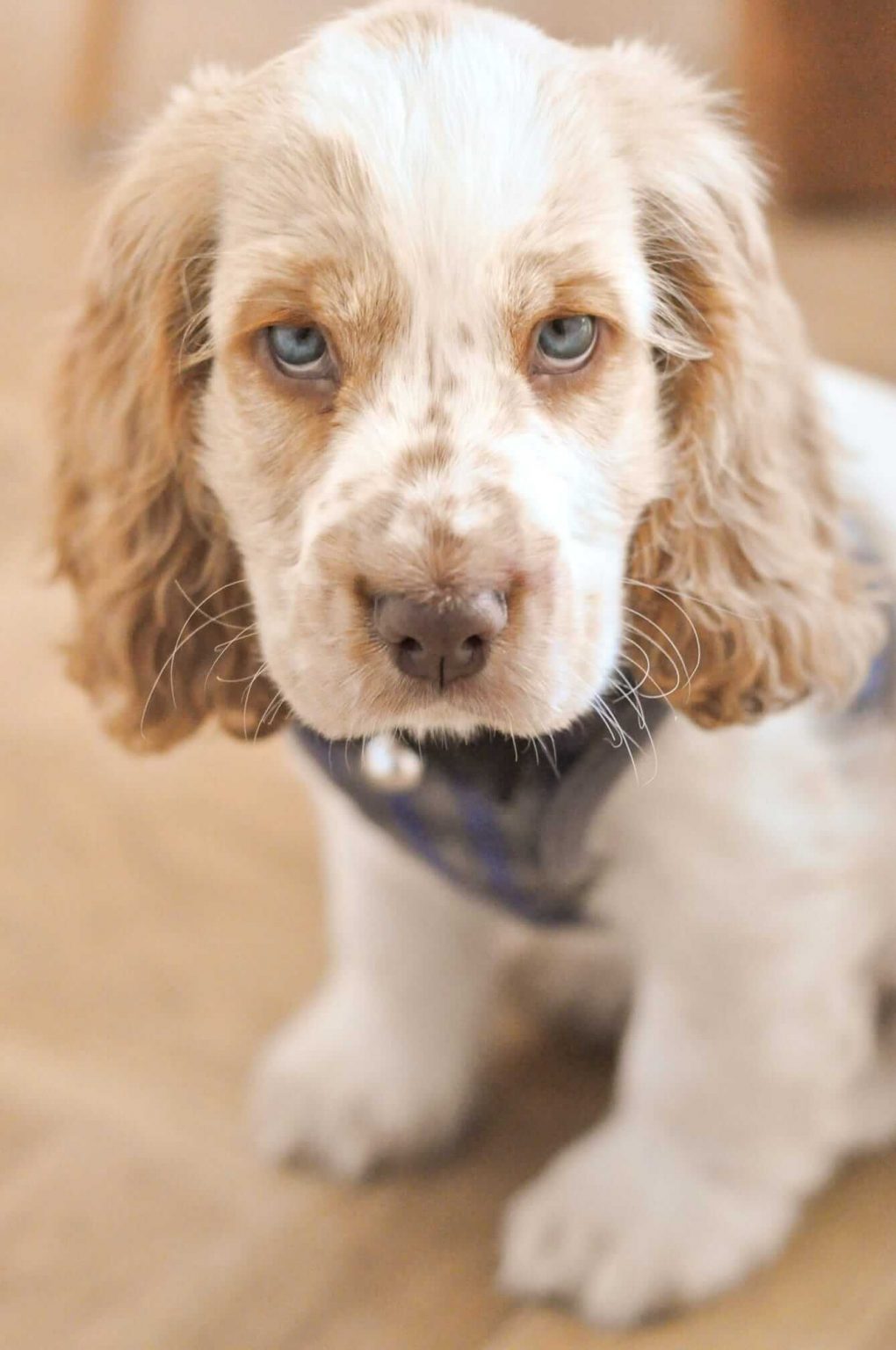 15 Hilarious Pictures Of Dogs In The Disapproving Dog Challenge ...